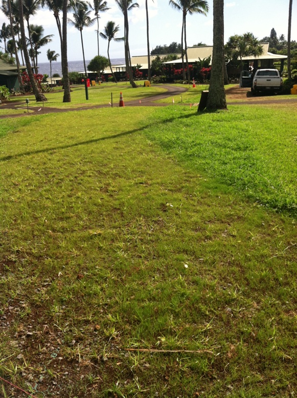 Grass surfaces stabilized for pedestrian traffic and vehicle parking